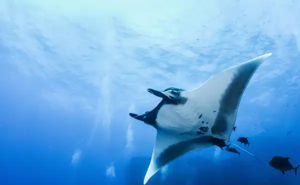 The work of the Manta Trust, Jen Spacagna, 26 Nov | Events | Dive Worldwide